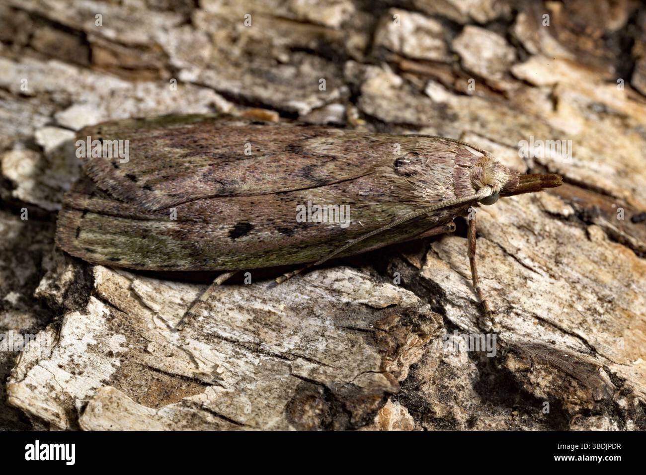 Bee moth (Aphomia sociella Stock Photo - Alamy