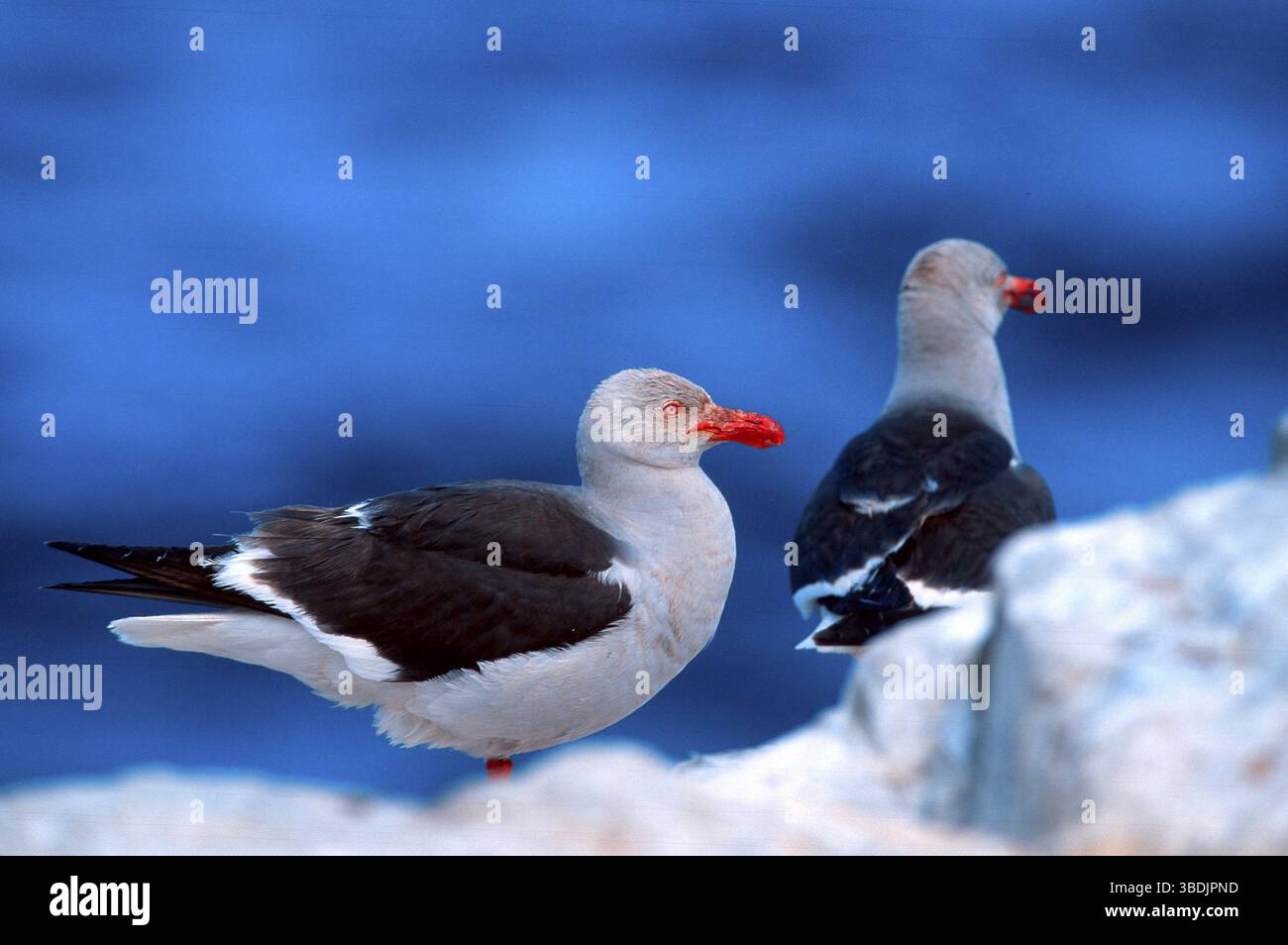 Magellan Gulls, Falkland Islands (Larus scoresbii) (Gabianus scoresbii ...