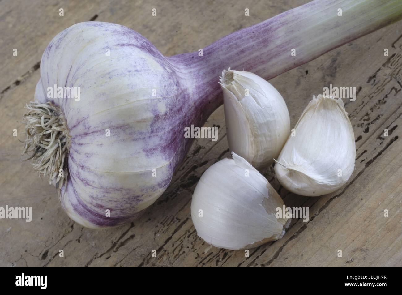Allium sativum plant plants hi-res stock photography and images - Alamy