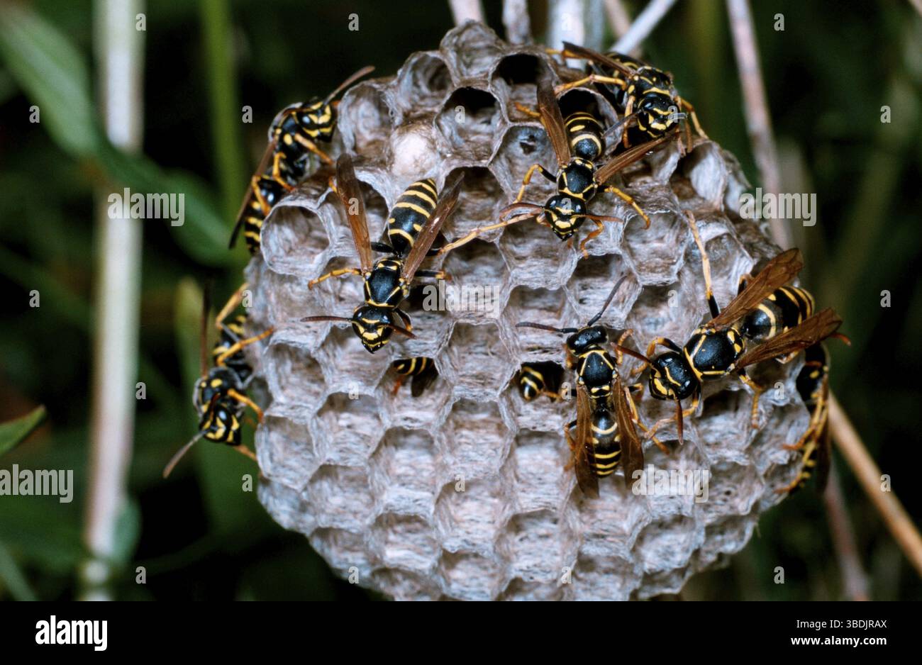 Elegantes Feldwespen Nest Umsiedeln Bilder