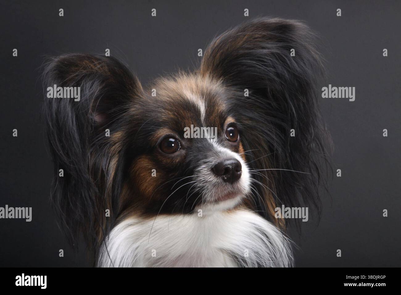 Dwarf spaniel hi-res stock photography and images - Alamy