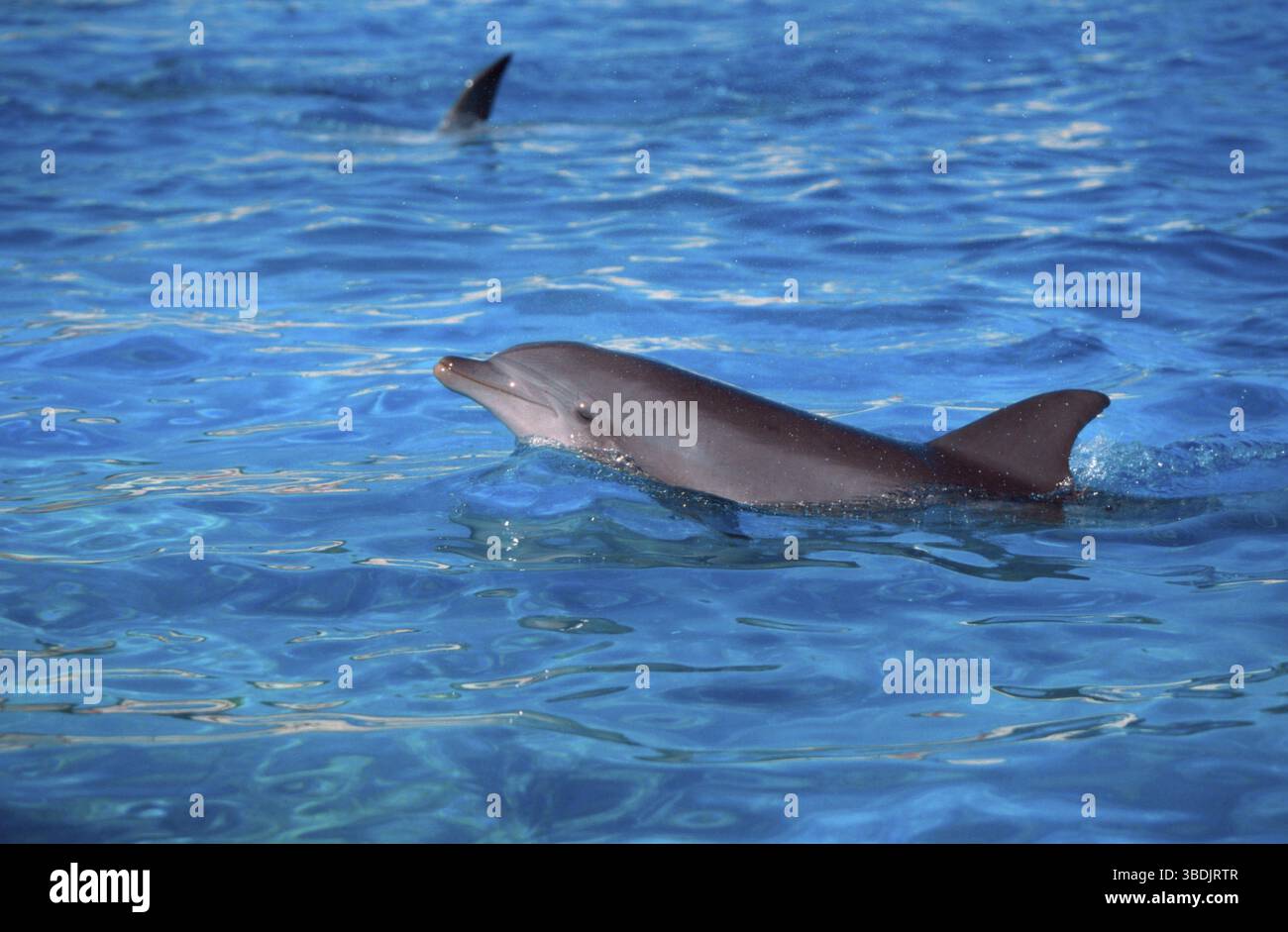 Bottlenose Dolphin, Bottlenose dolphin (Tursiops truncatus), lateral ...