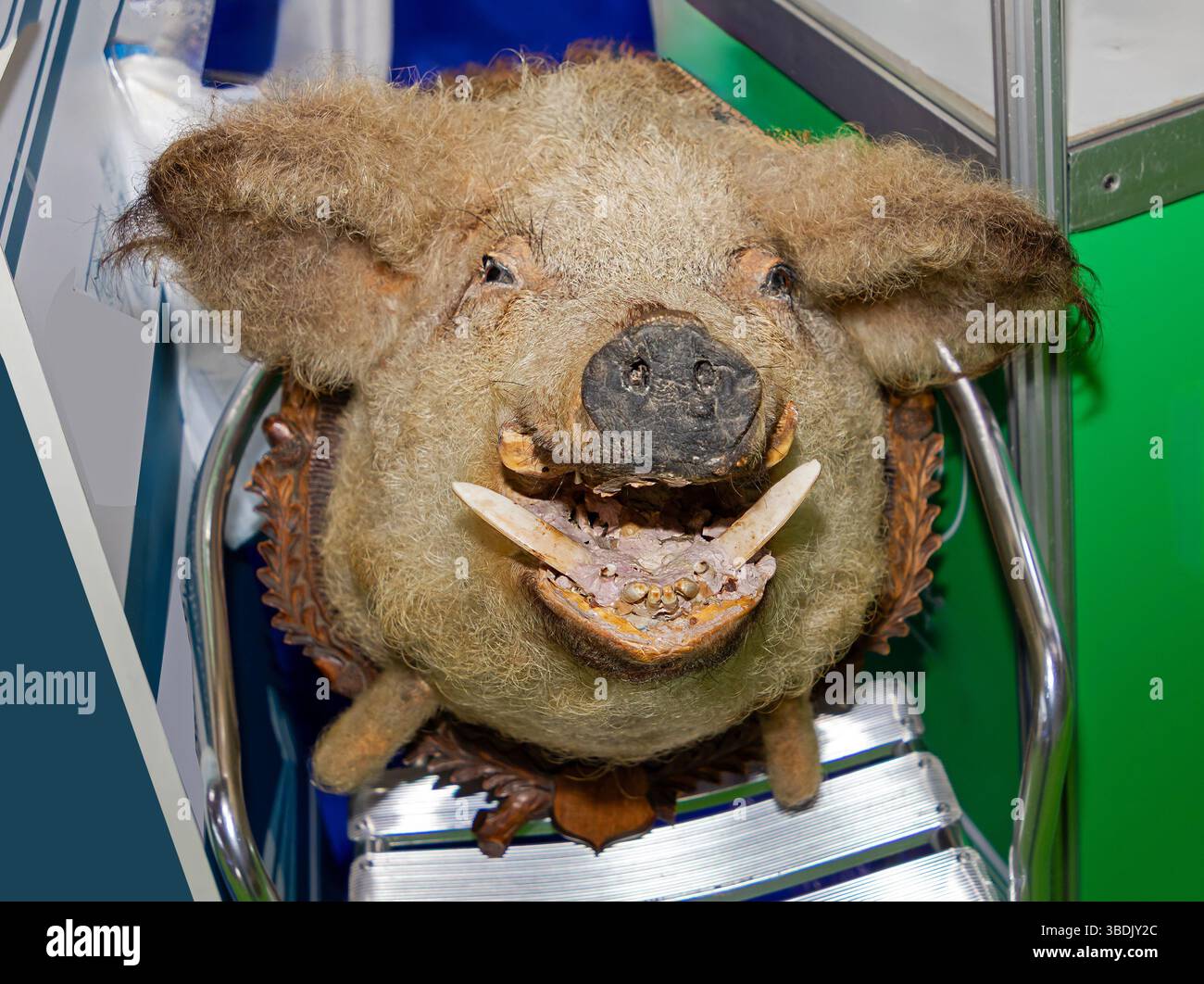Mangalica pig head taxidermy with thick curly coat of hair Stock Photo ...
