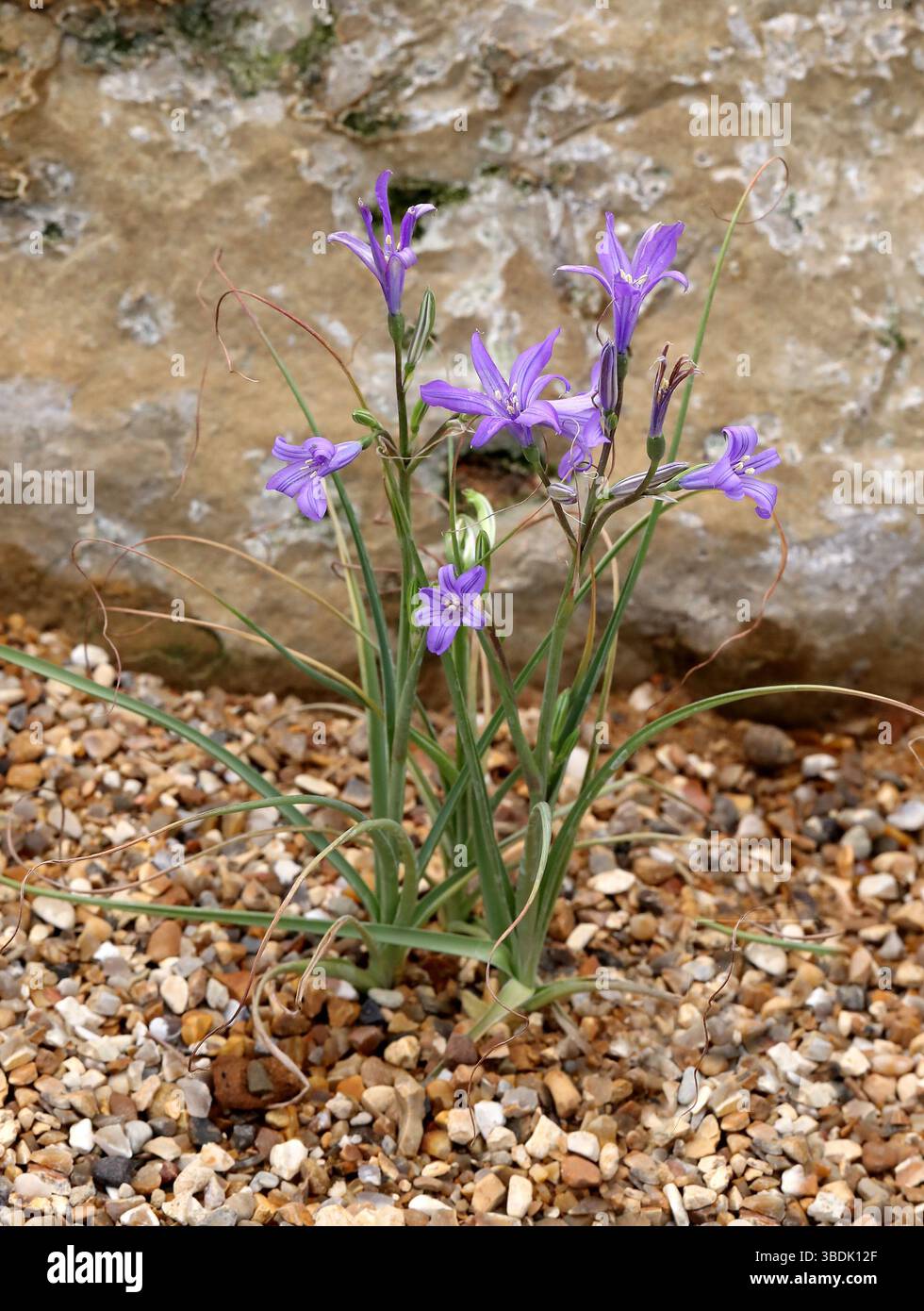 Ixiolirion pallasii hi-res stock photography and images - Alamy