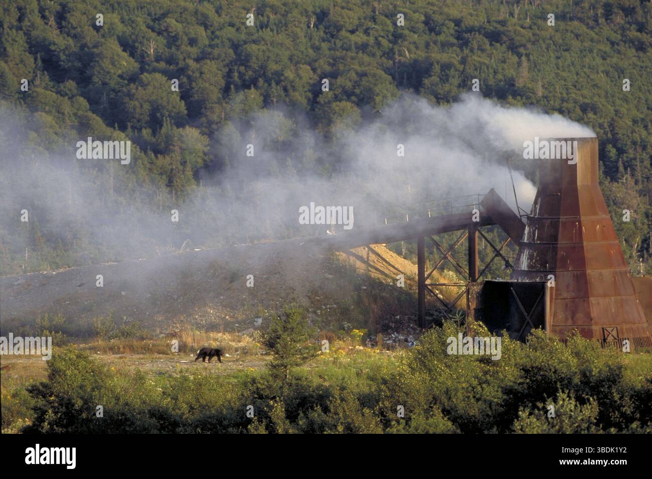 Black Bear at dump, Quebec, American Black Bear (Ursus americanus ...
