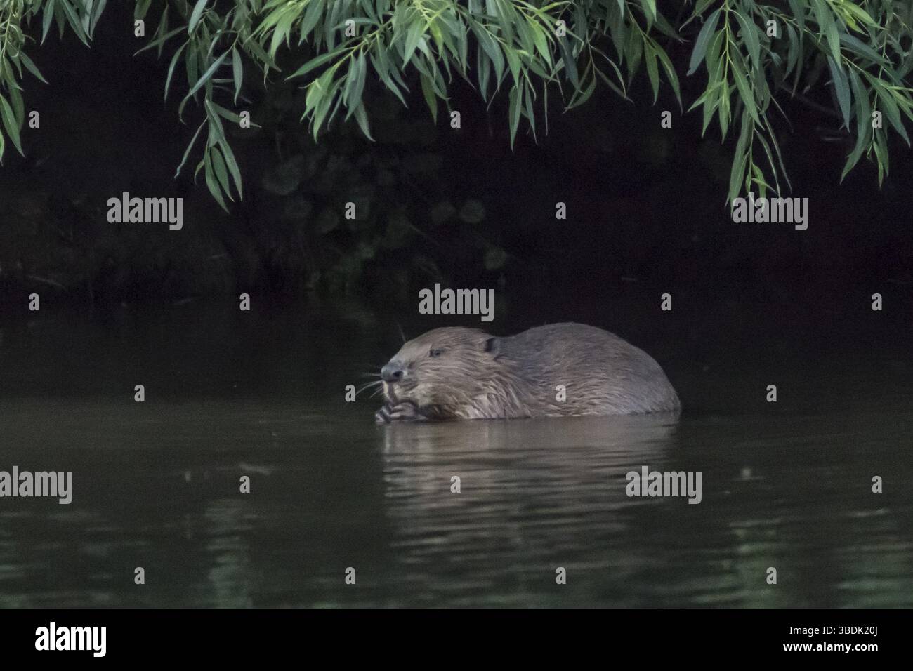 Female beaver (Castor fiber) eats willow leaves, Hannover, Ihme ...