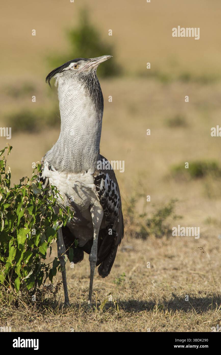 Africa, african, animal, ardeotis, avian, big, bird, birdwatching ...