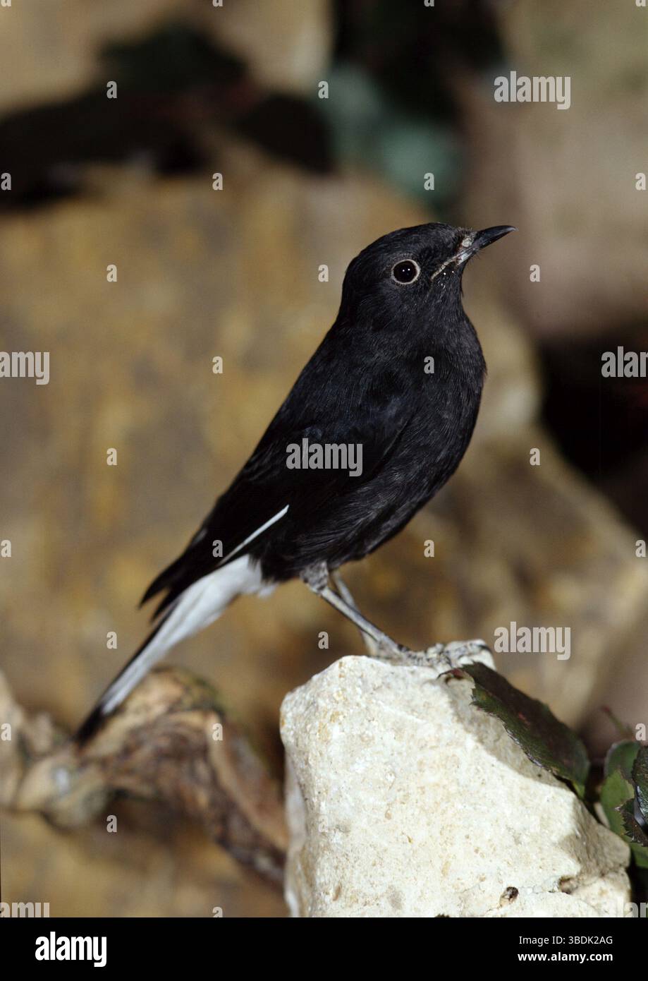 Eastern Pied Wheatear (Oenanthe picata), Variable Wheatear, Eastern ...