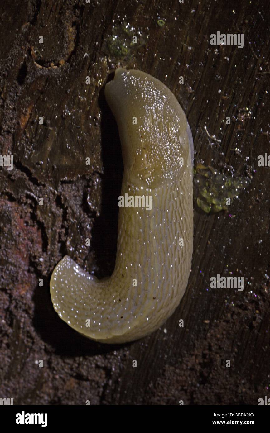 Tree slug (Lehmannia marginata Stock Photo - Alamy