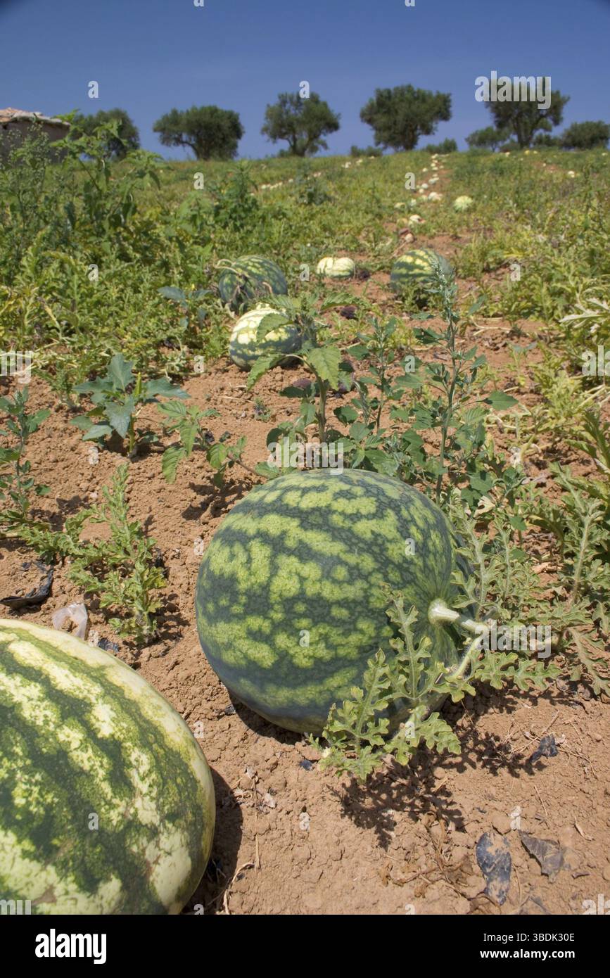 Watermelon (Cucurbitaceae) (Citrullus lanatus) field, Peloponnese ...