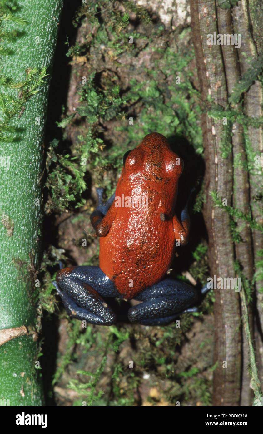 Strawberry poison dart frog (Dendrobates pumilio) (Dendrobates ...