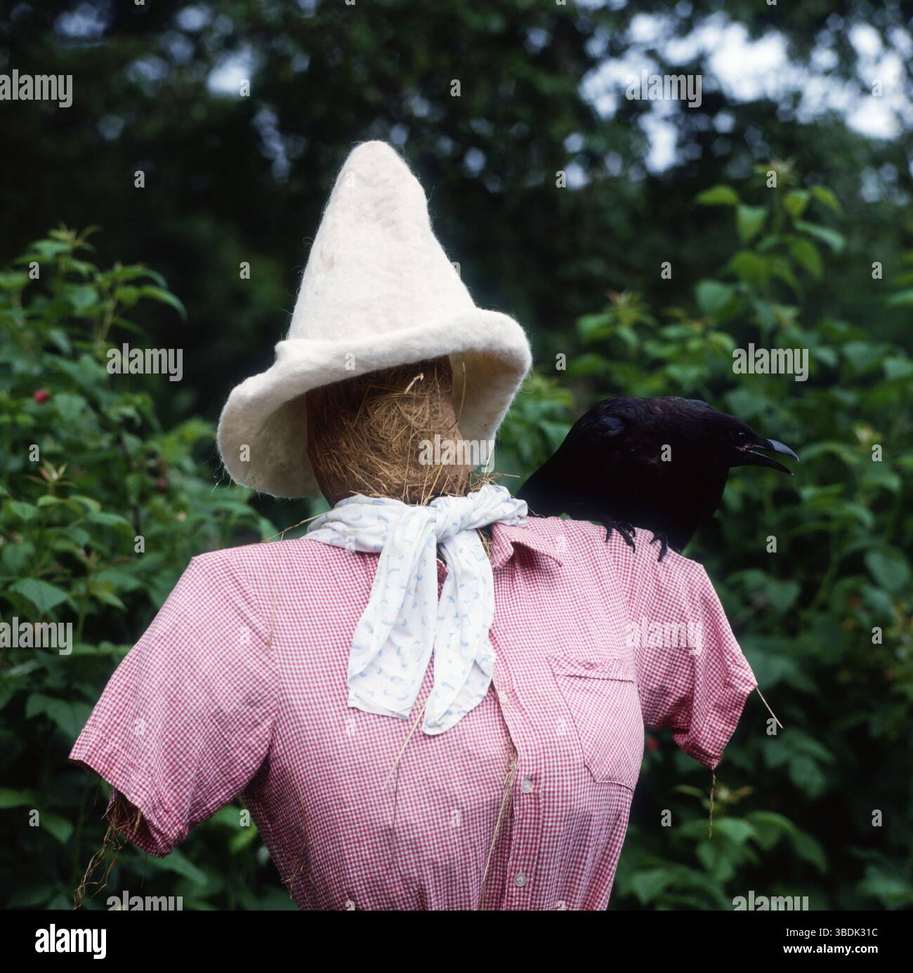 Raven Carrion crow (Corvus corone corone) on Scarecrow, Raven Carrion ...