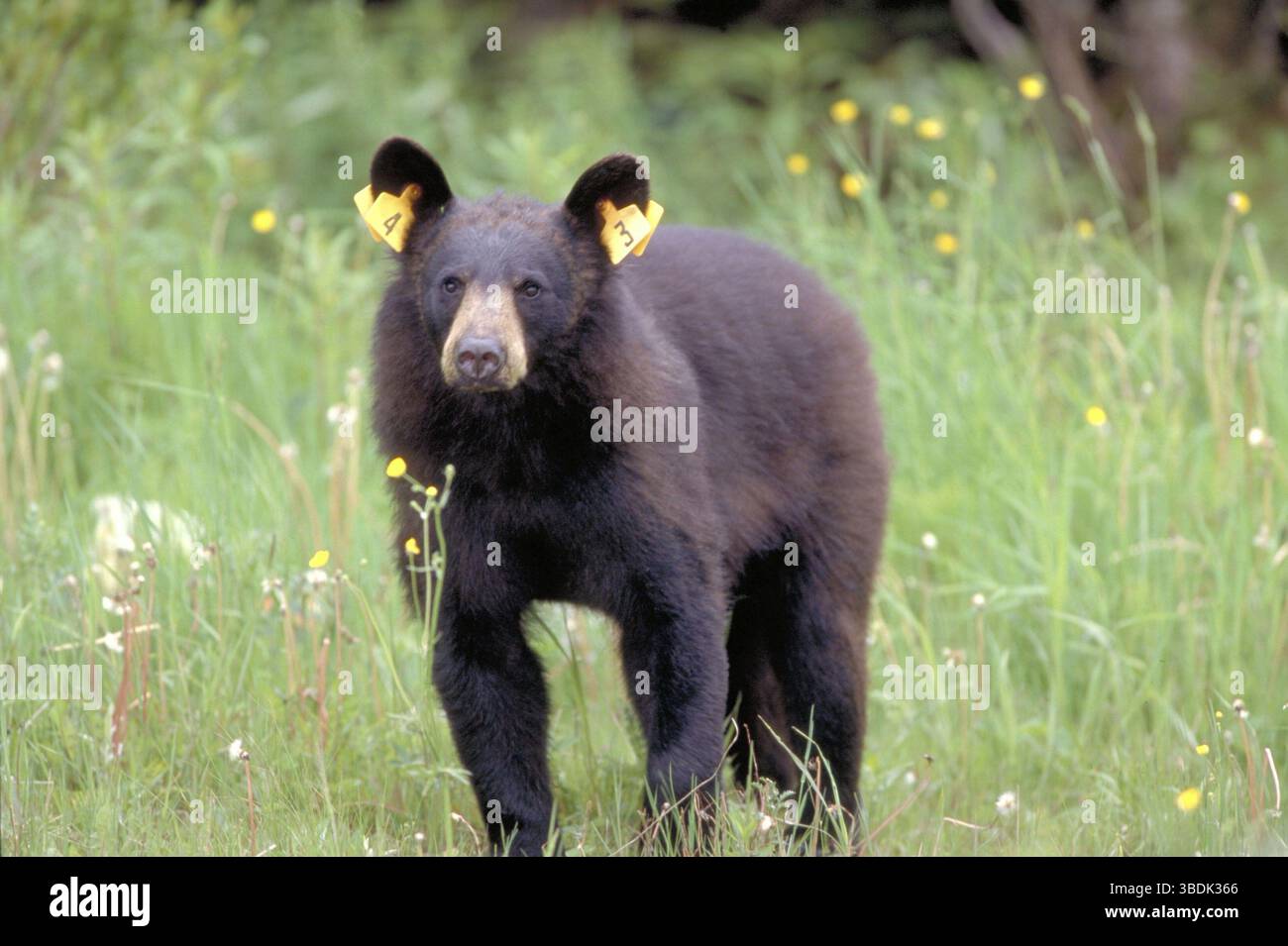 Newfoundland black bear hi-res stock photography and images - Alamy