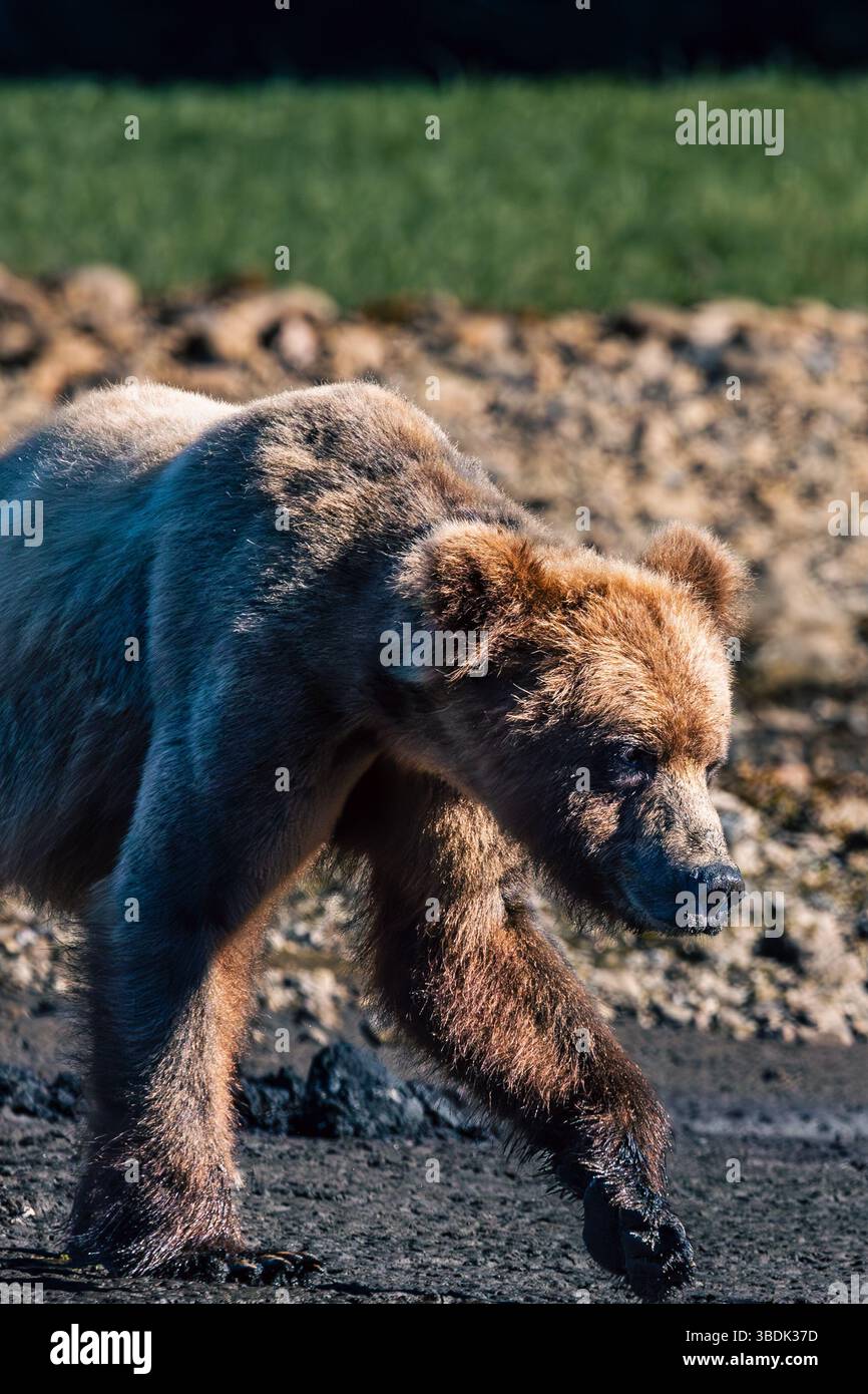 Digging For Clams in the Khutzeymateen Sanctuary Stock Photo - Alamy