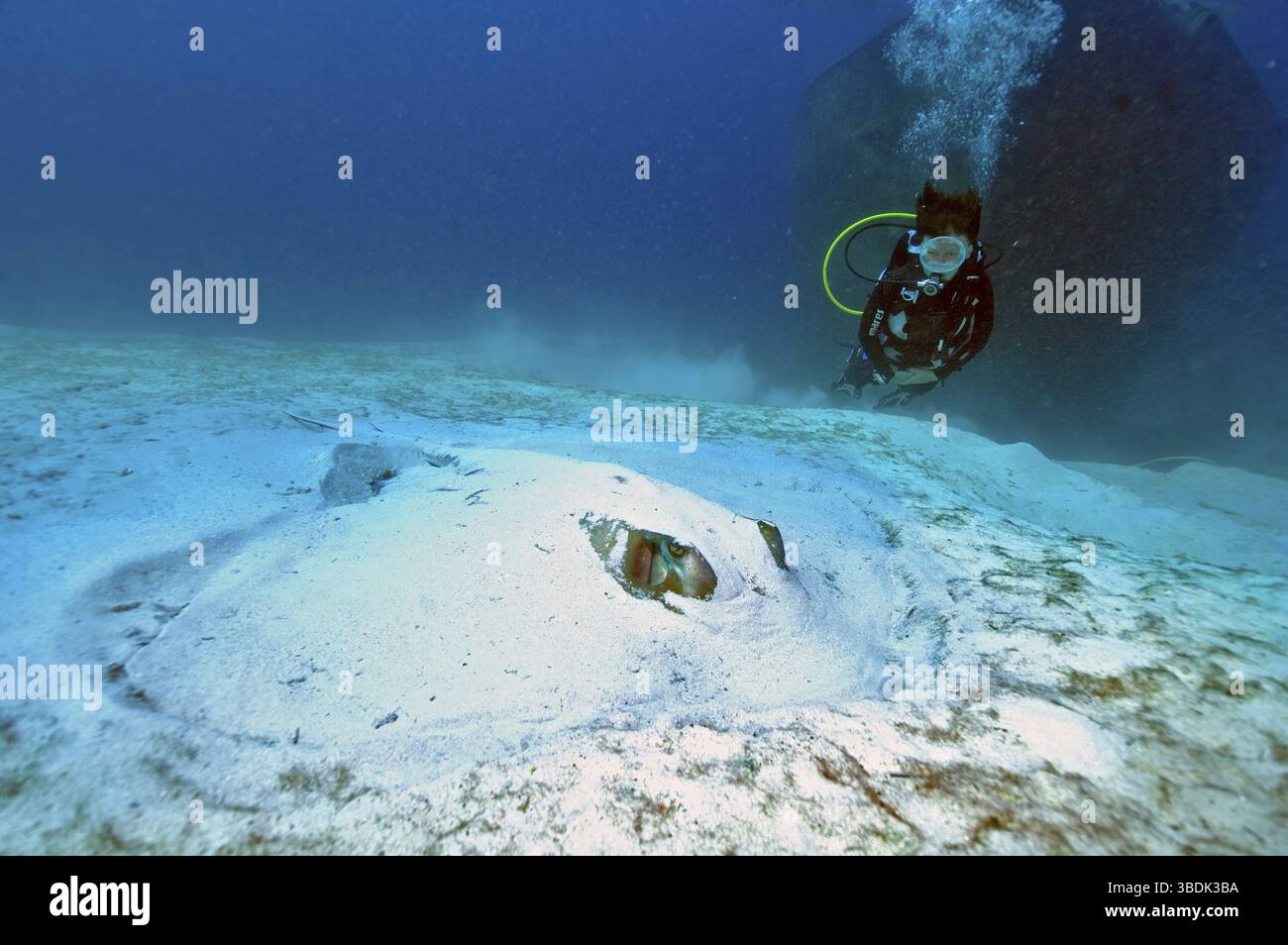 Diver and Atlantic stingray (Dasyatis americana), stingray, hidden ...