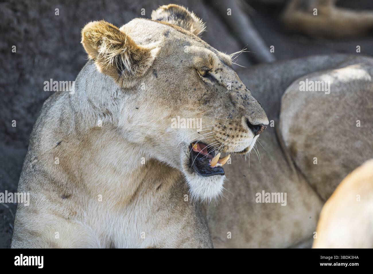 Adult, africa, african, animal, background, big, carnivore, cat ...