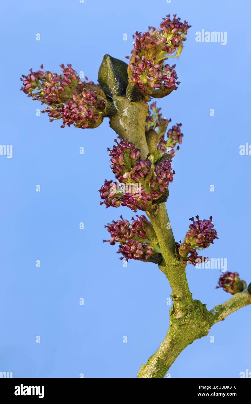 Common Ash (Fraxinus excelsior), Belgium, Europe Stock Photo - Alamy