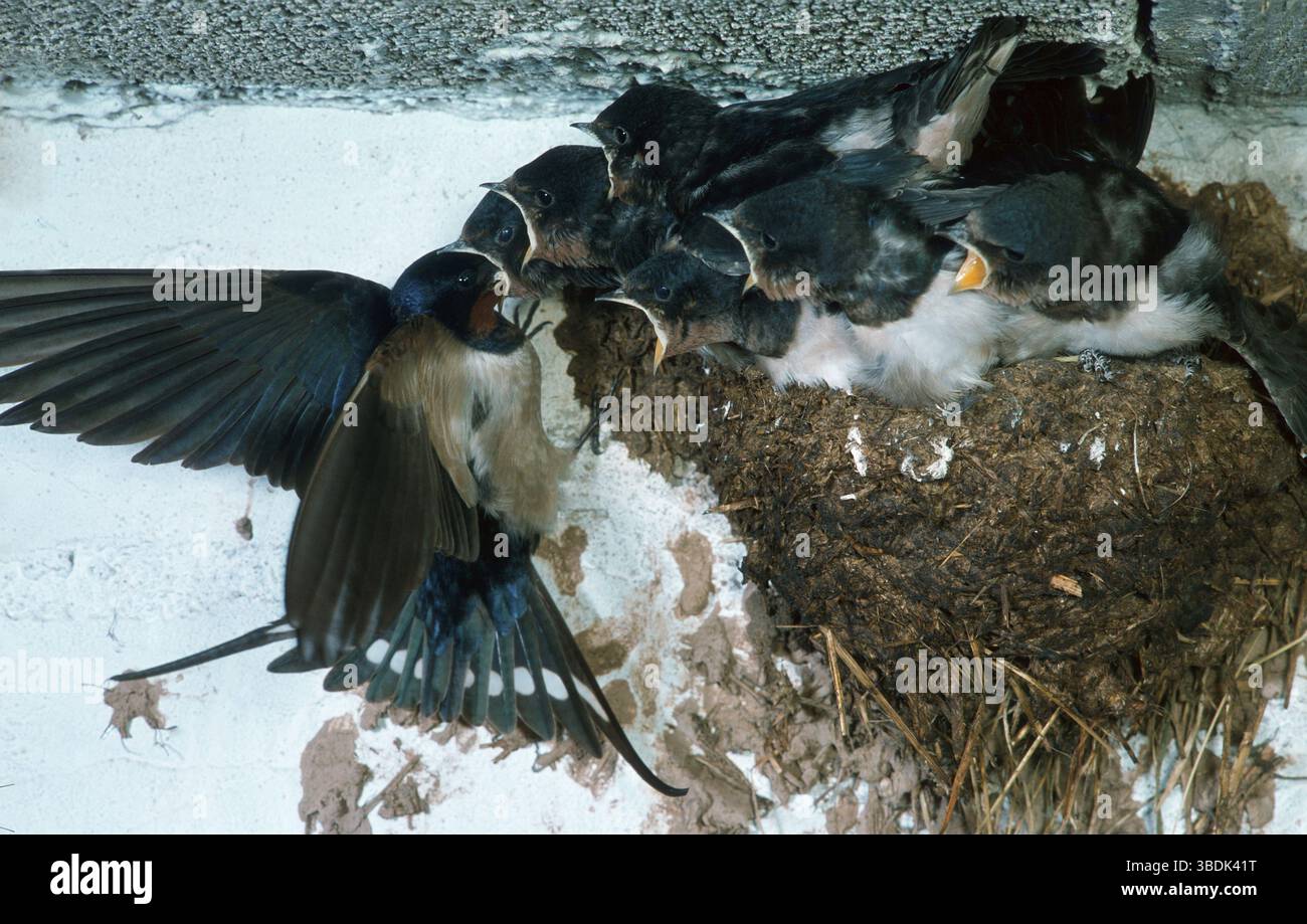 Barn swallow (Hirundo rustica) with young birds in nest, swallow ...