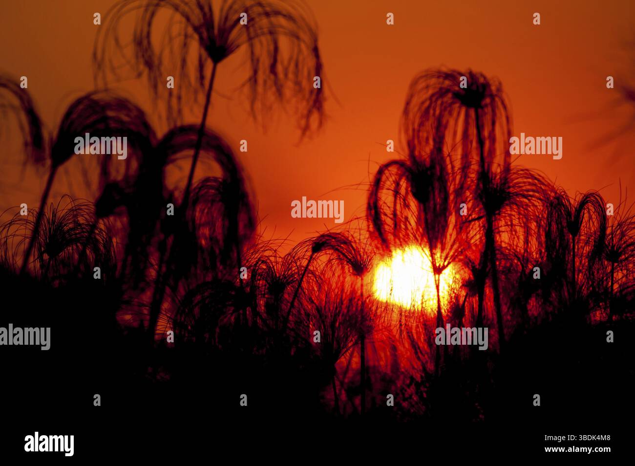 The black silhouette of papyrus plants are seen against the red sunset ...