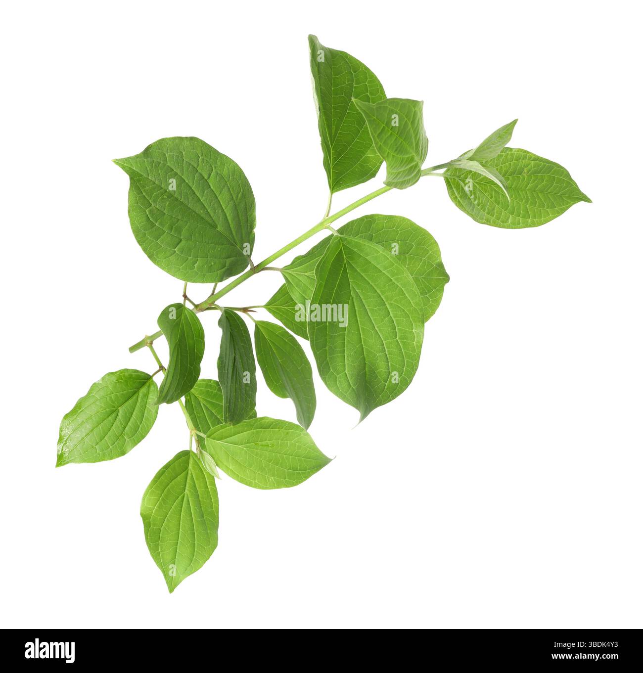 Rustic branch leaves decoration Cut Out Stock Images & Pictures - Alamy