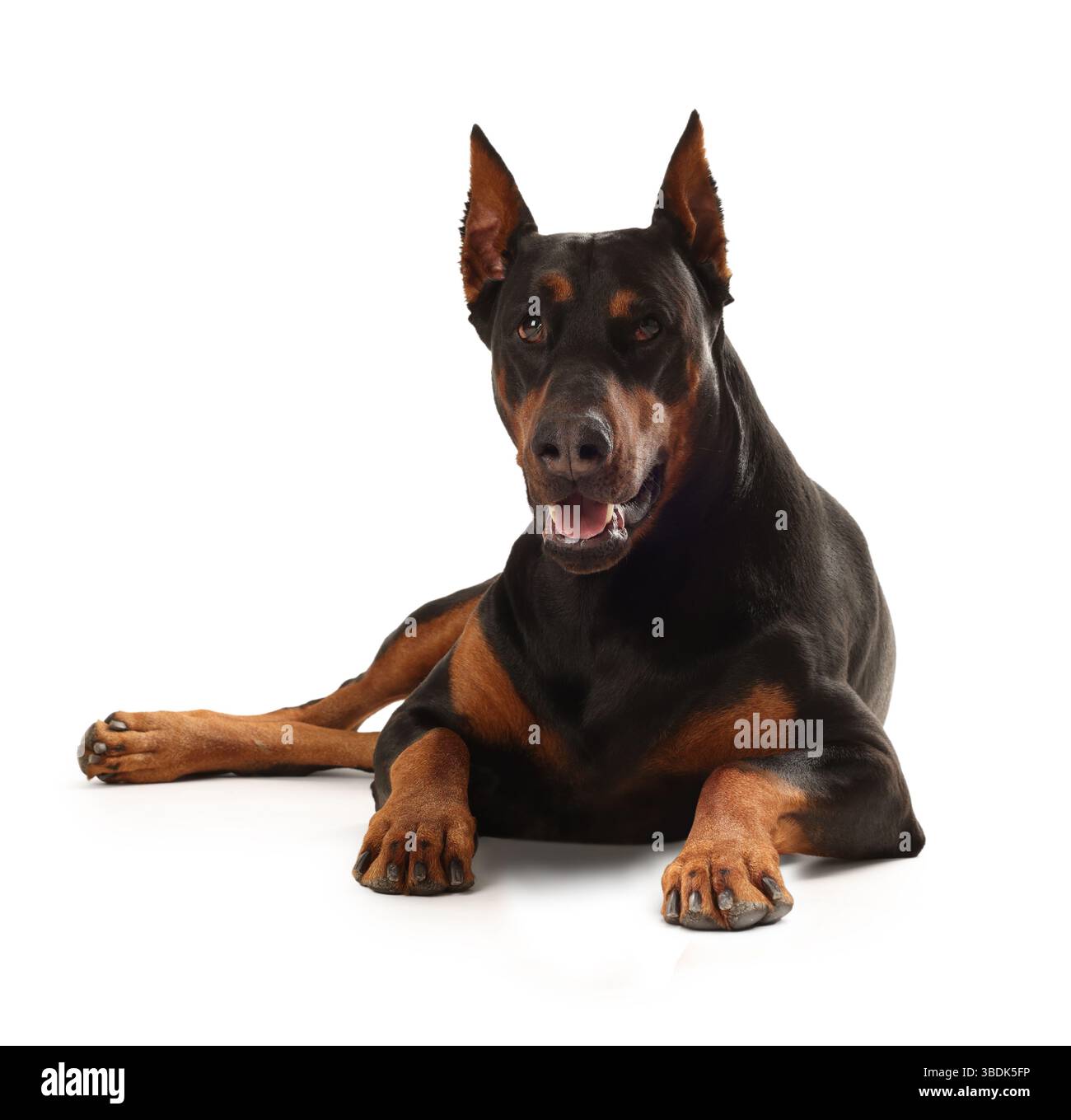 Adorable big Dobermann dog on white background Stock Photo - Alamy