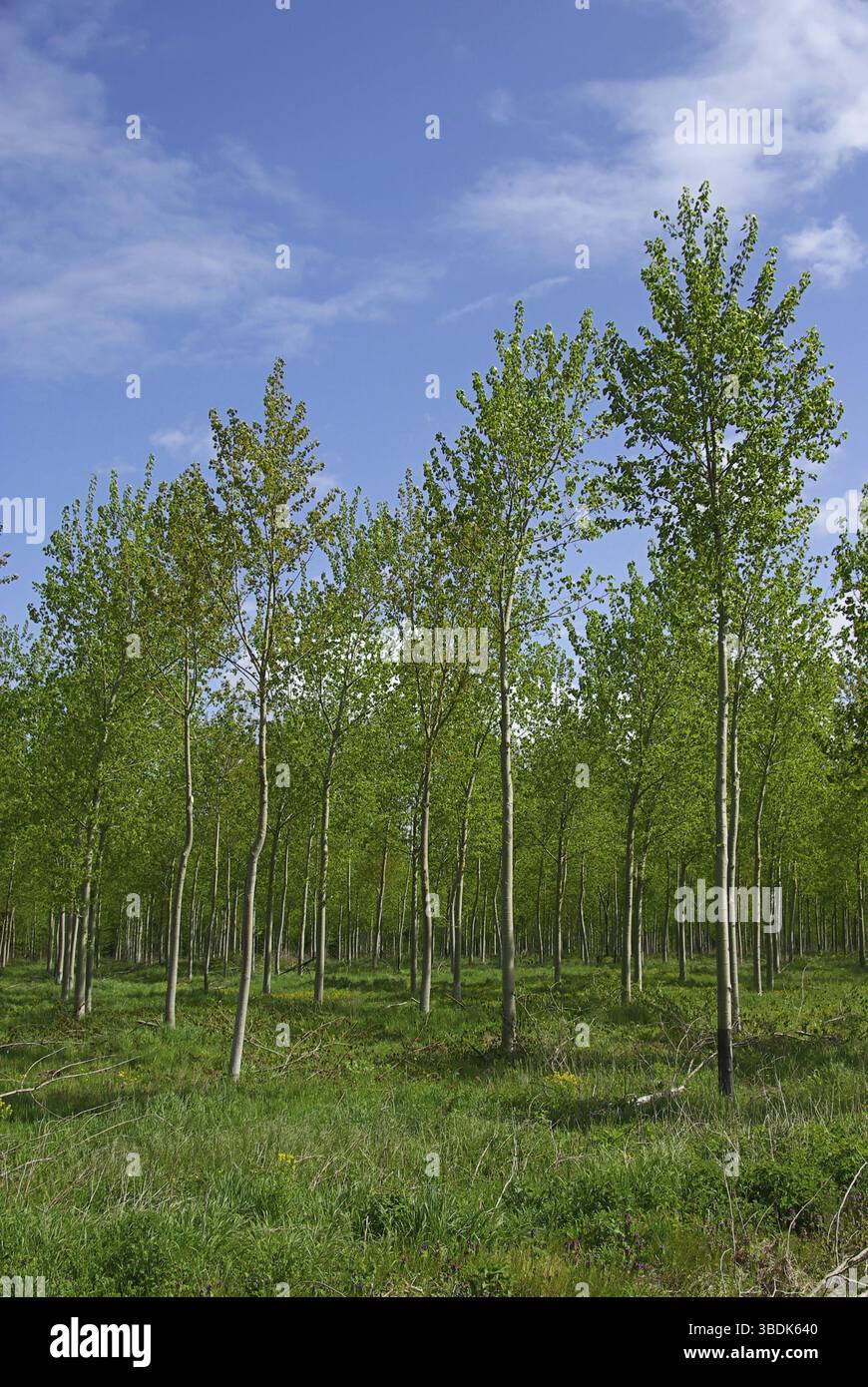 Poplar forest, Populus forest Stock Photo - Alamy