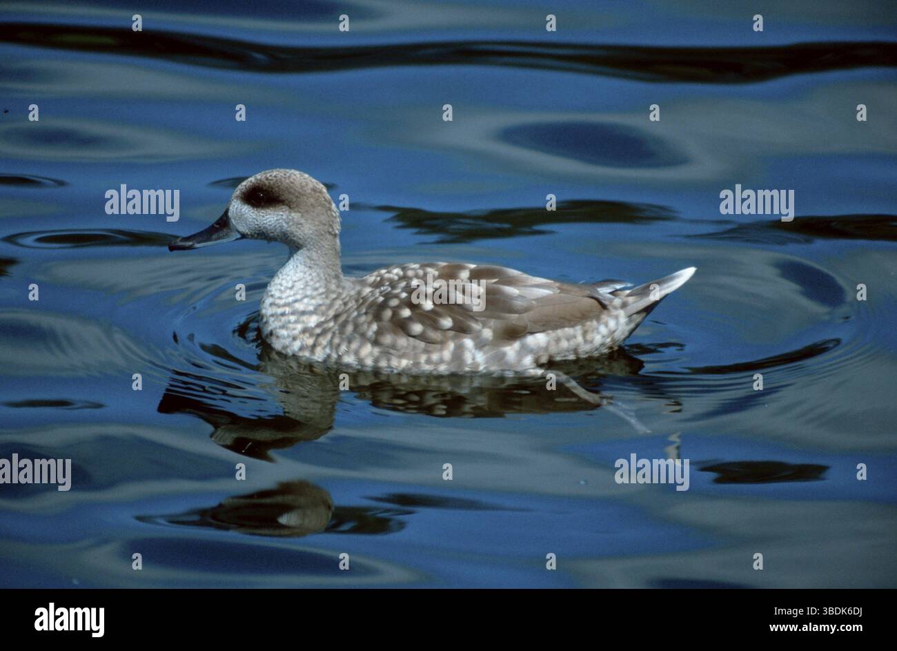Marbled Teal (Marmoronetta angustirostris), Marmelente, Europa, europe, Tiere, animals, Vogel ...