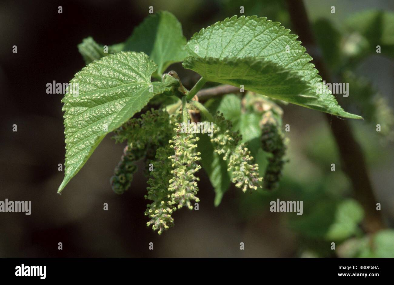 White mulberry (Morus alba), flowering, mulberry, plants, mulberry ...
