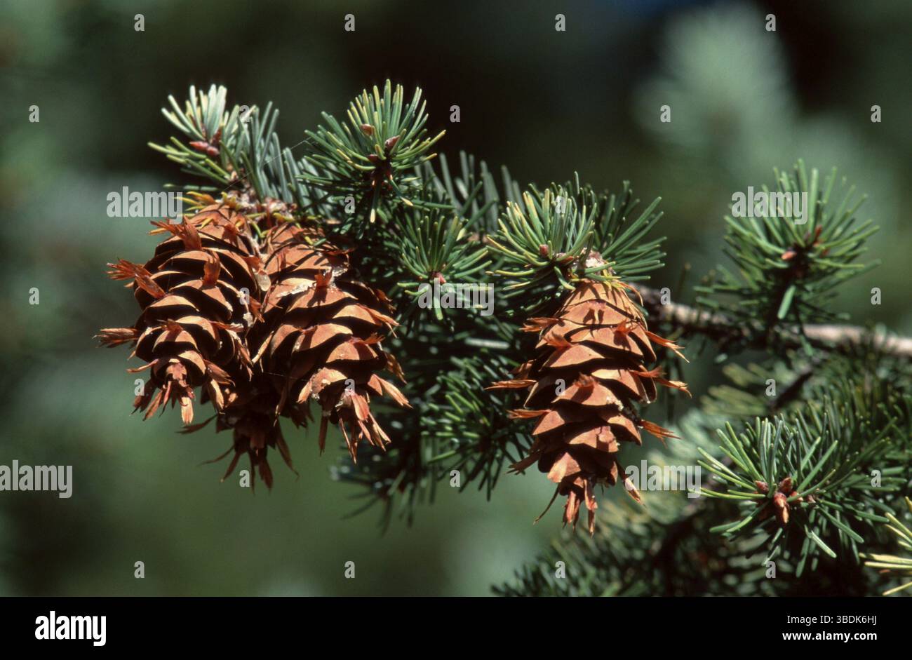 Douglas fir (Pseudotsuga menziesii) (Pseudotsuga douglasii), plants ...