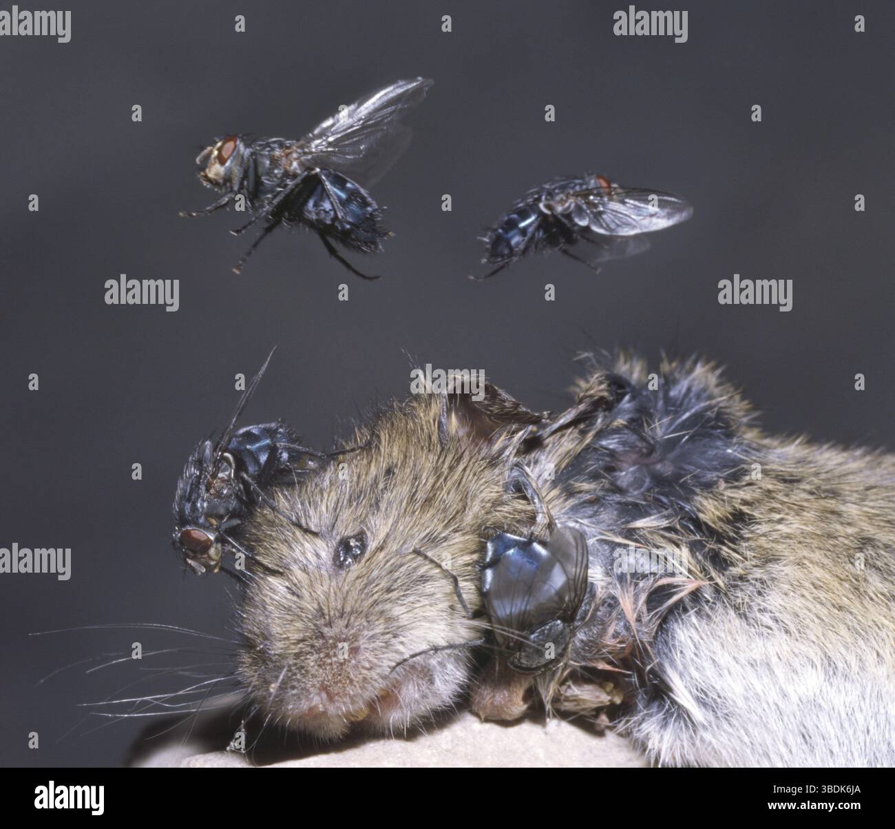 Blue (Calliphora vicina) blowflies on dead mouse, blue flesh fly Stock ...