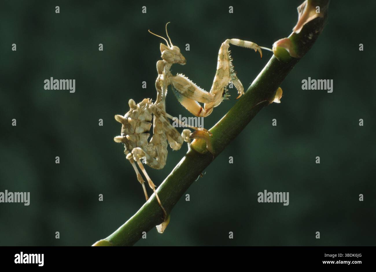Devil Flower, Small Devil Flower (Blepharopsis mendica), Aegyptian ...