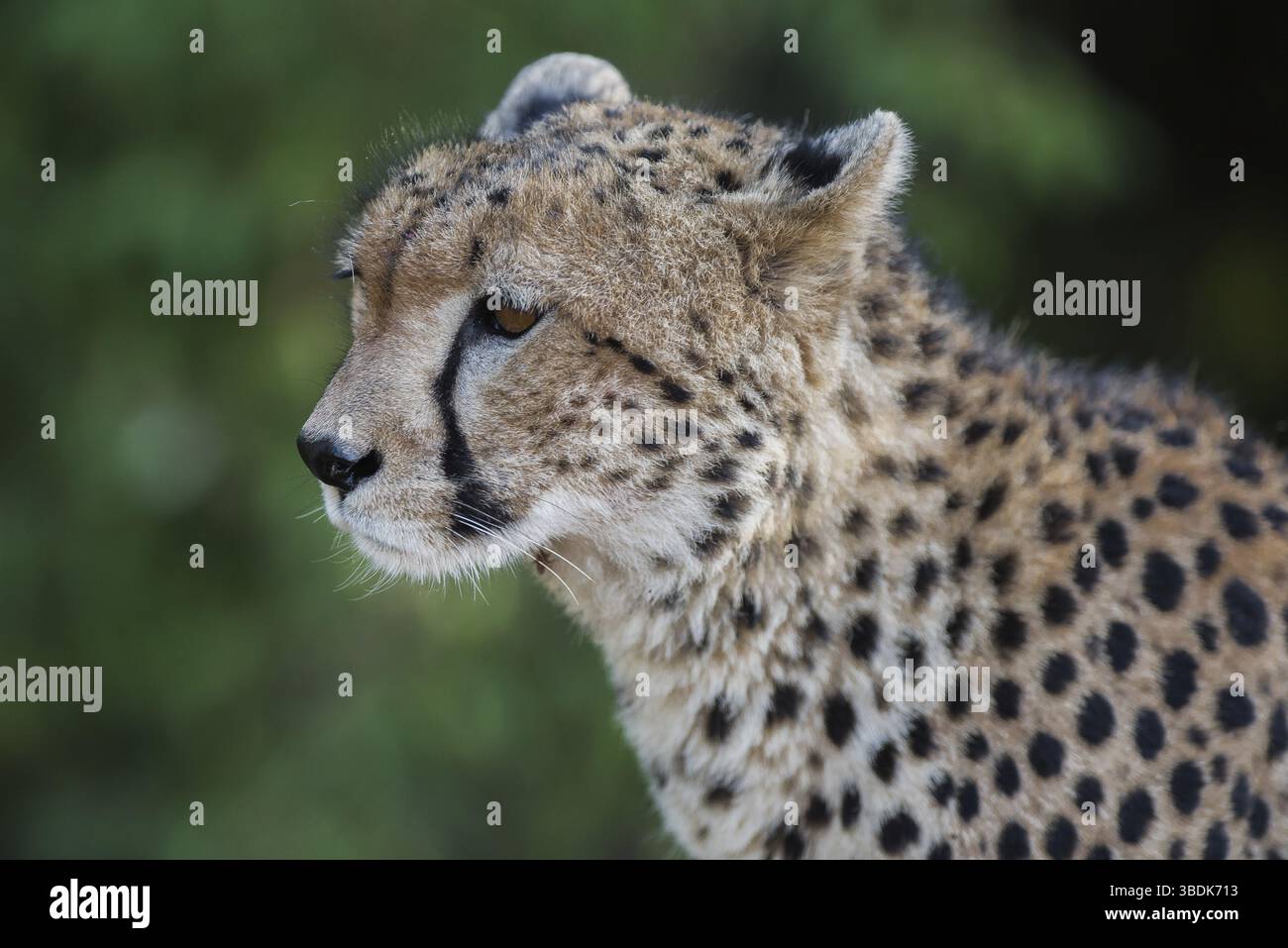 Cheetah (Acinonyx jubatus), Gepard Stock Photo - Alamy