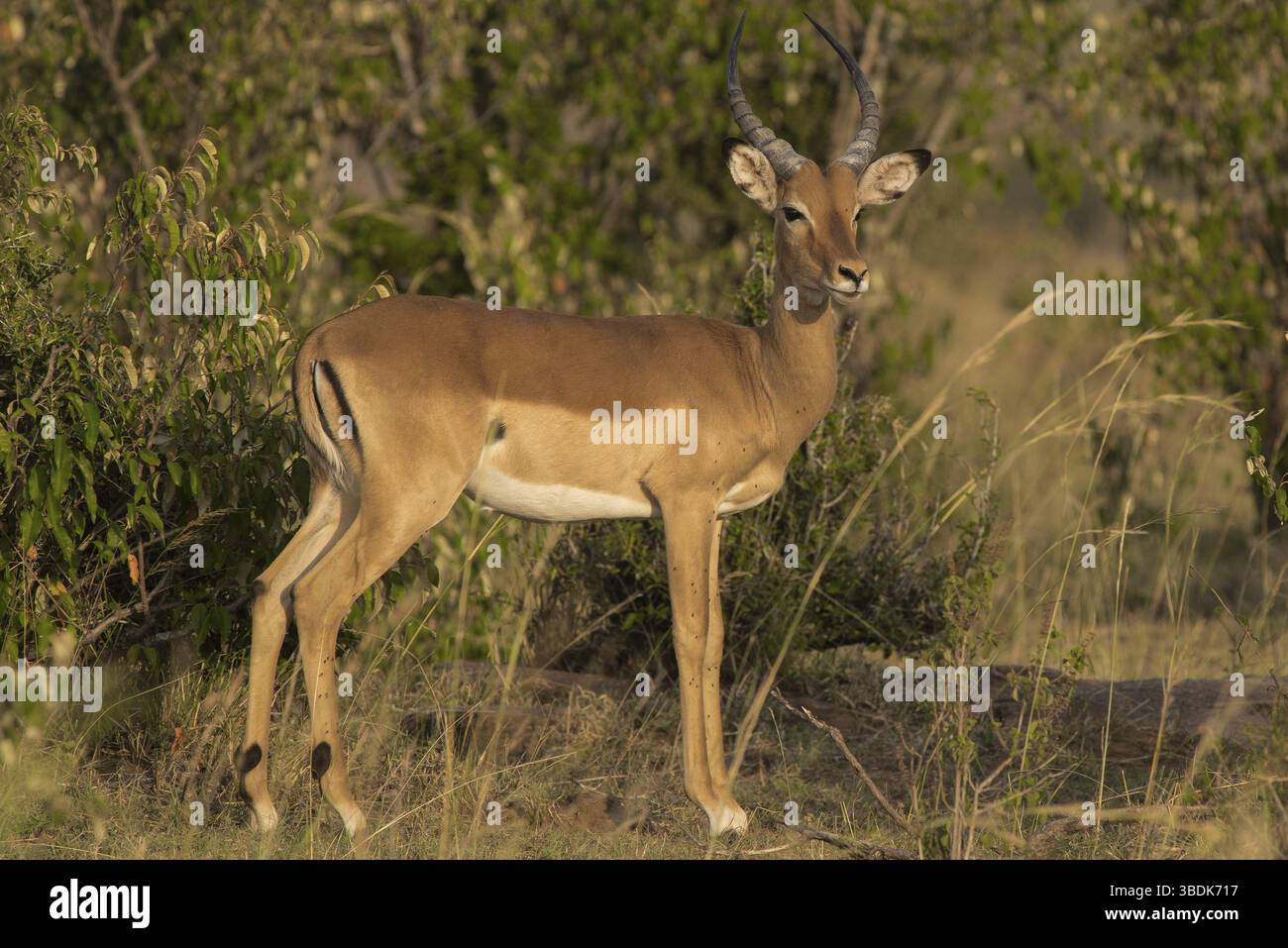 africa, african, alert, animal, antelope, big, botswana, bovidae, buck ...