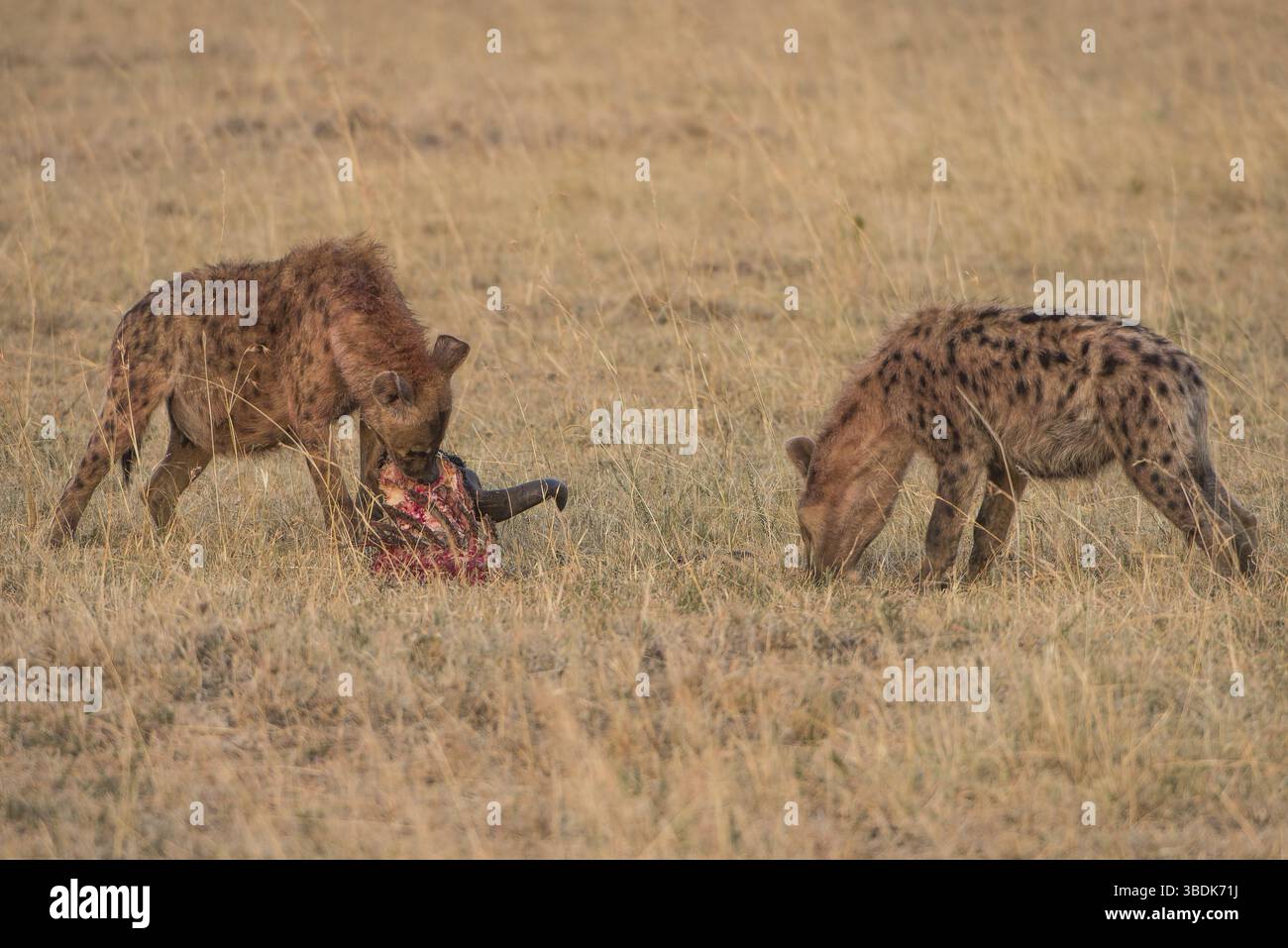 Africa, african, animal, carnivore, conservation, creature, crocuta ...