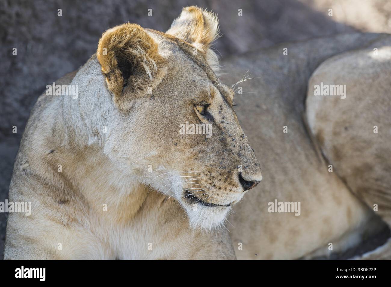 Adult, africa, african, animal, background, big, carnivore, cat ...