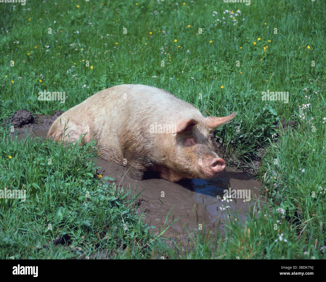 Domestic pig in wallow in mud, pig, pigs Stock Photo - Alamy