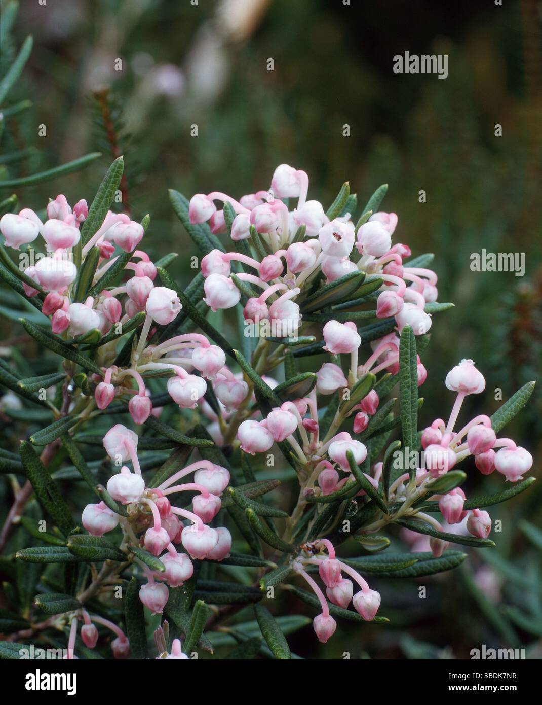 Cross-leaved Heath, bell heath (Erica tetralix), europe, plants, plants ...