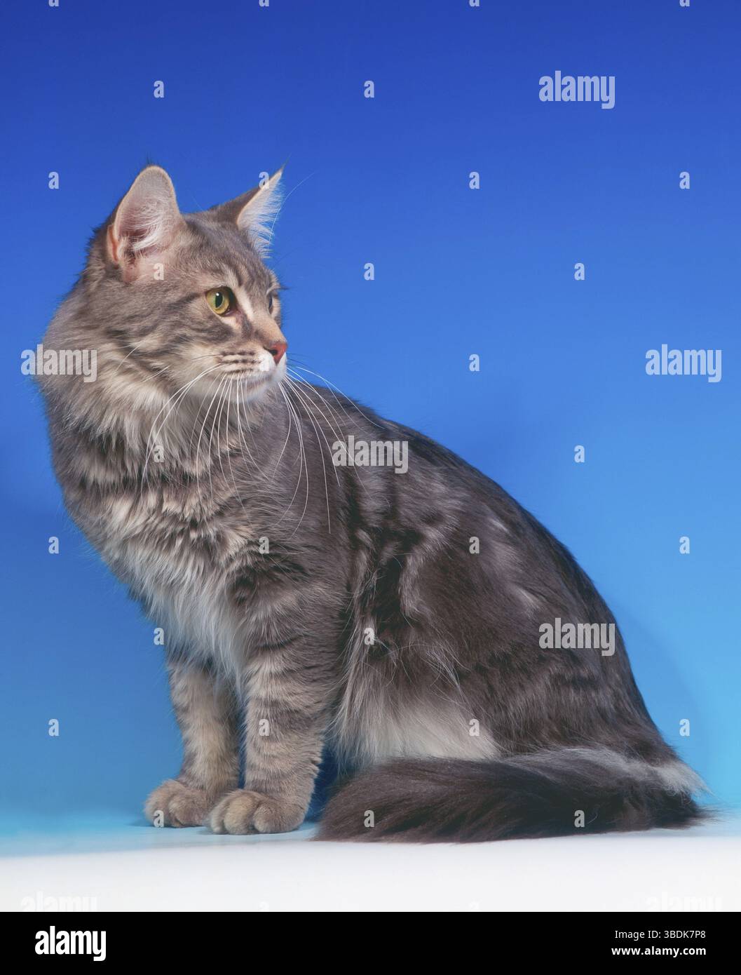 Norwegian Forest Cat, lateral view Stock Photo - Alamy