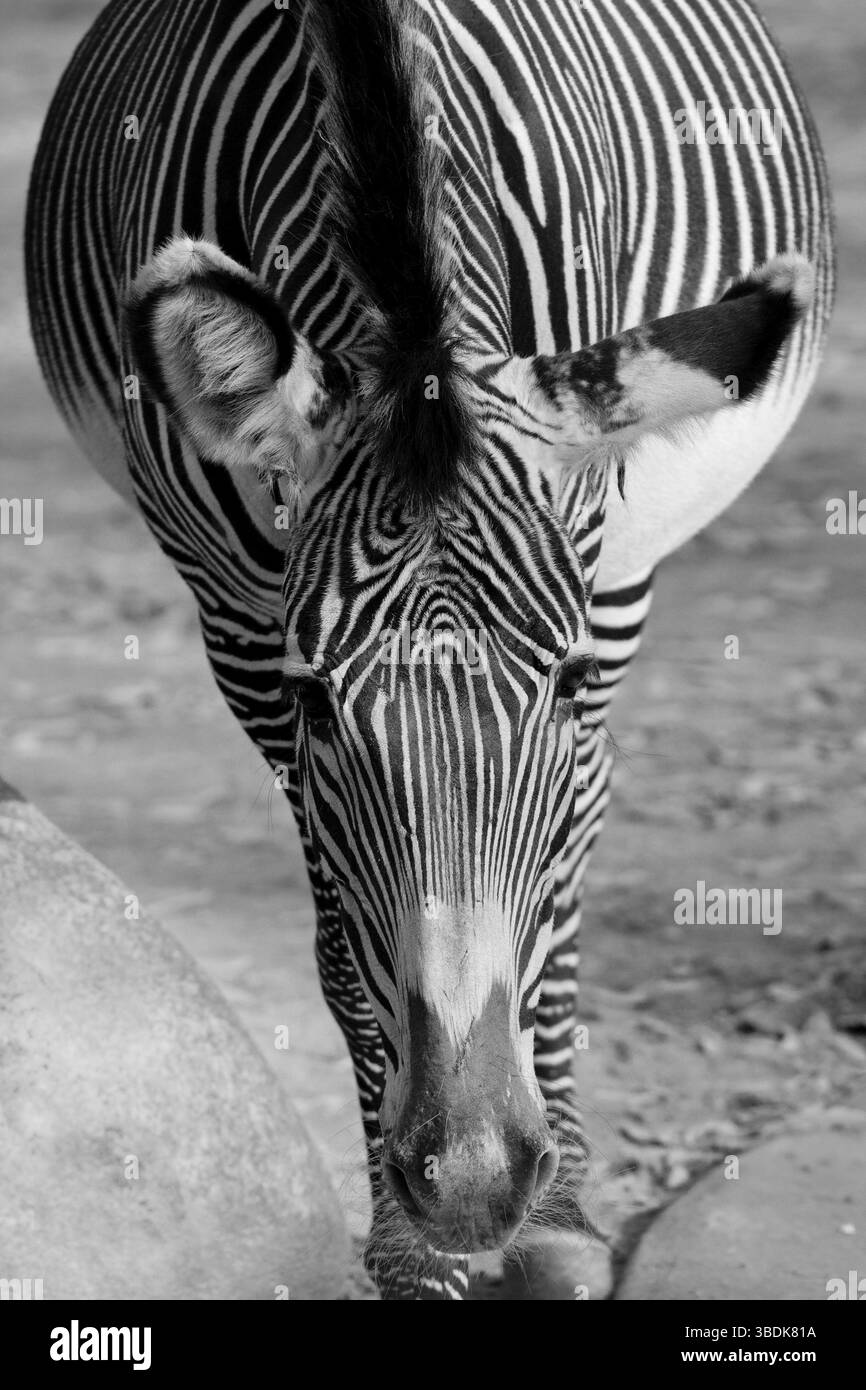 Odd wildlife Black and White Stock Photos & Images - Alamy