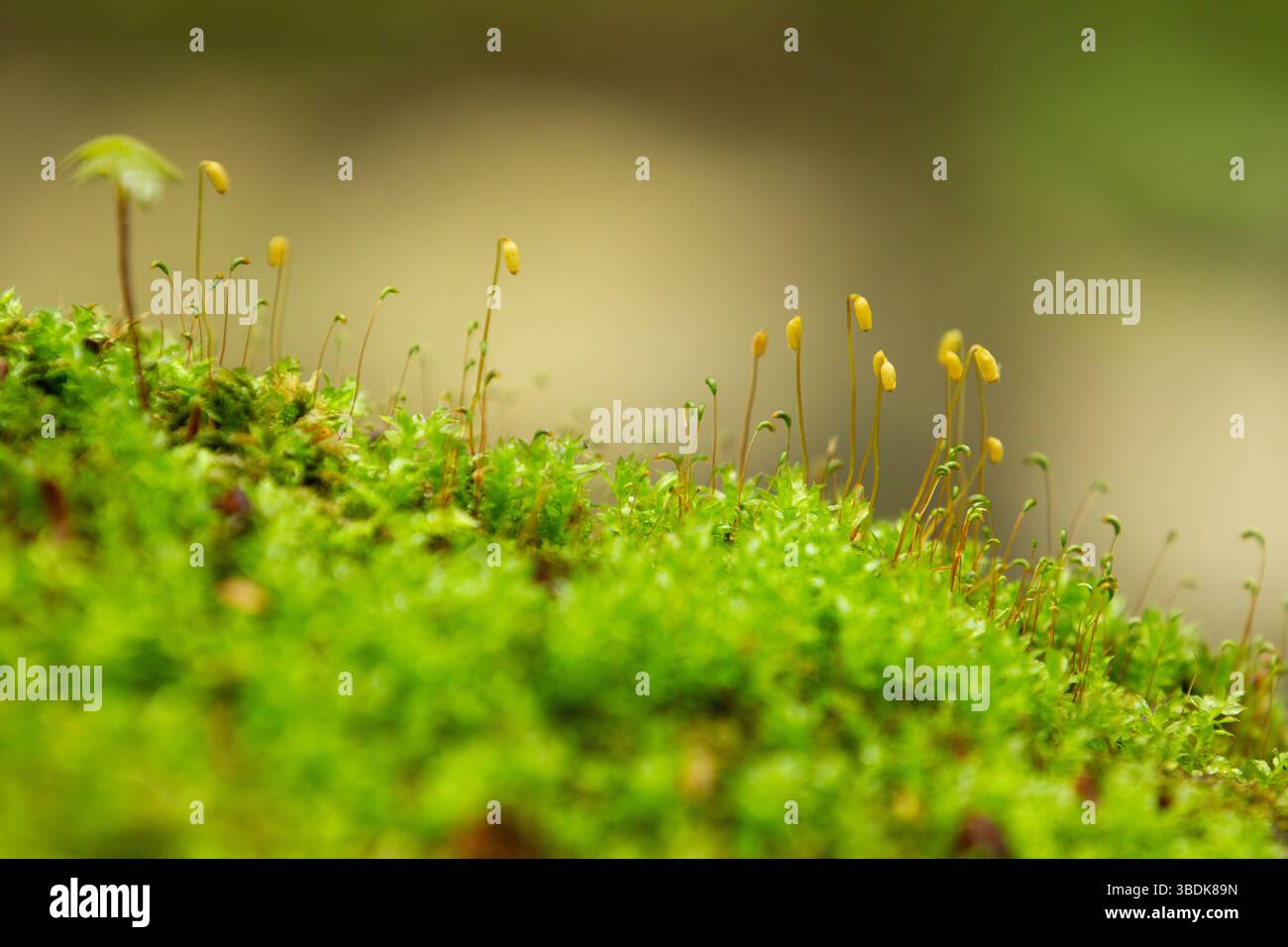 Soft focus macro of moss with slender yellow sporophytes. ranquil ...