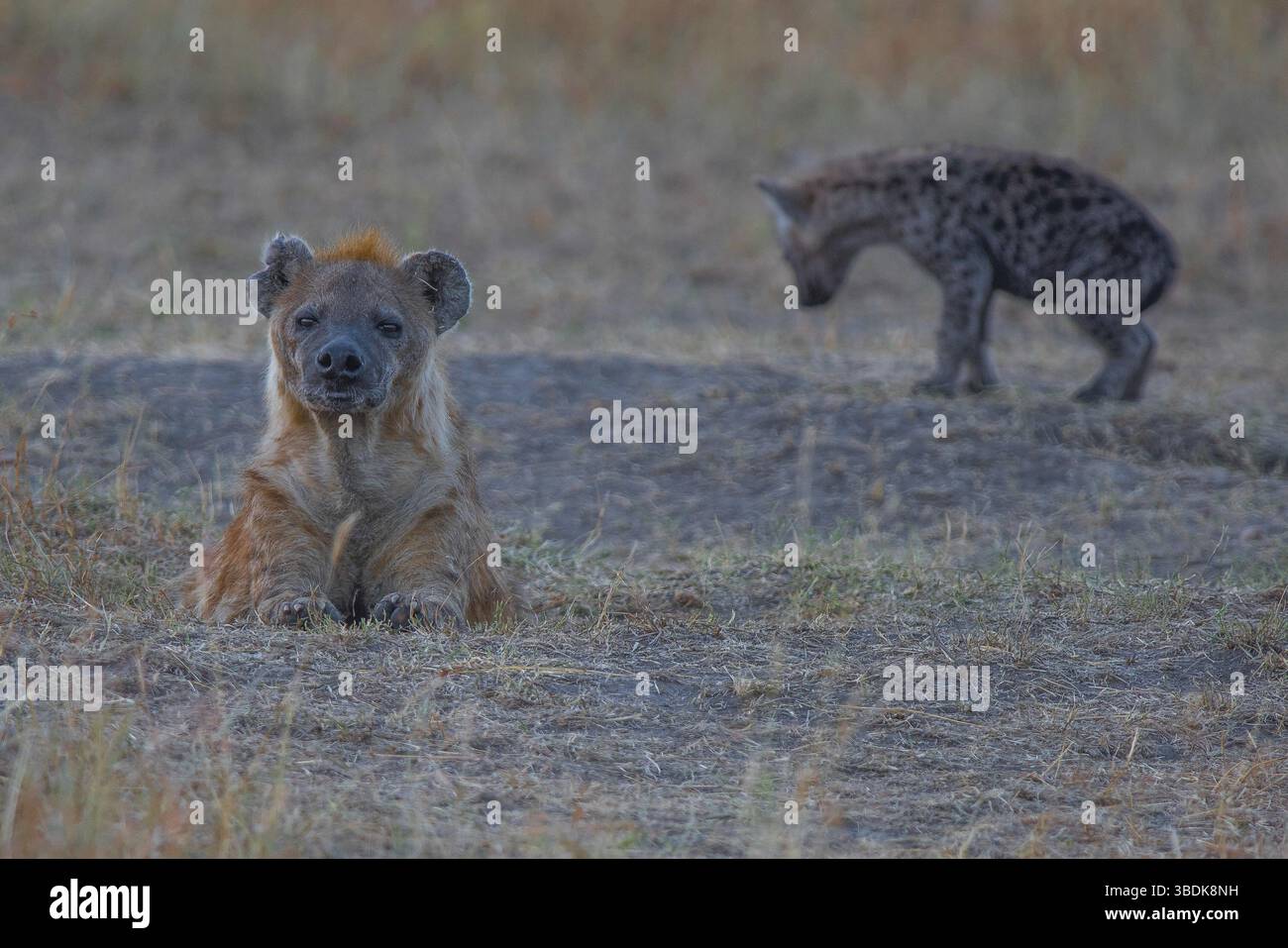 Africa, african, animal, carnivore, conservation, creature, crocuta ...