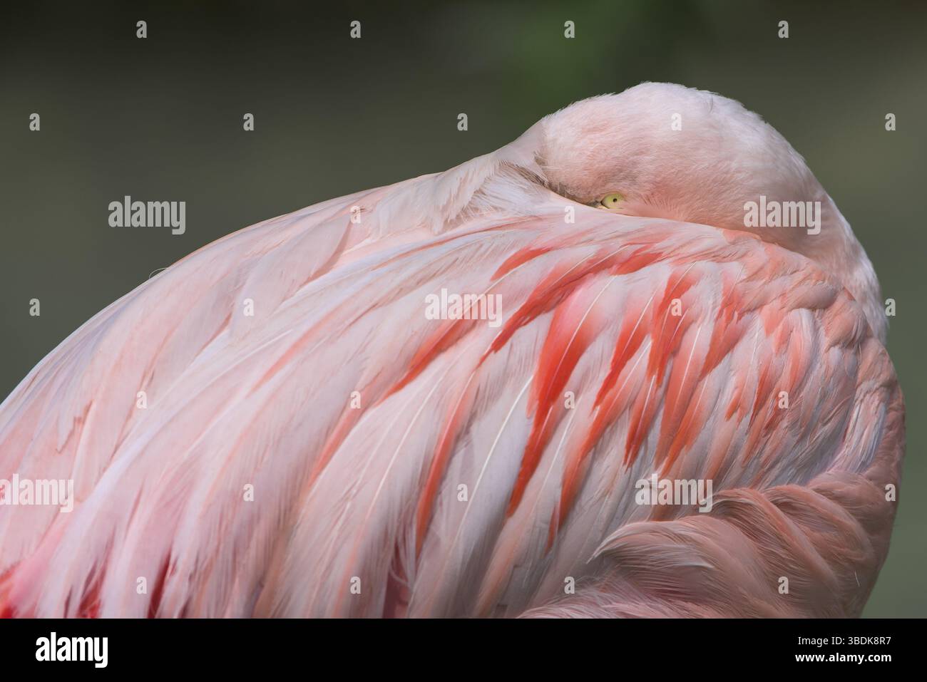 Africa, animal, aquatic, aviary, beak, beautiful, beauty, bird, black ...
