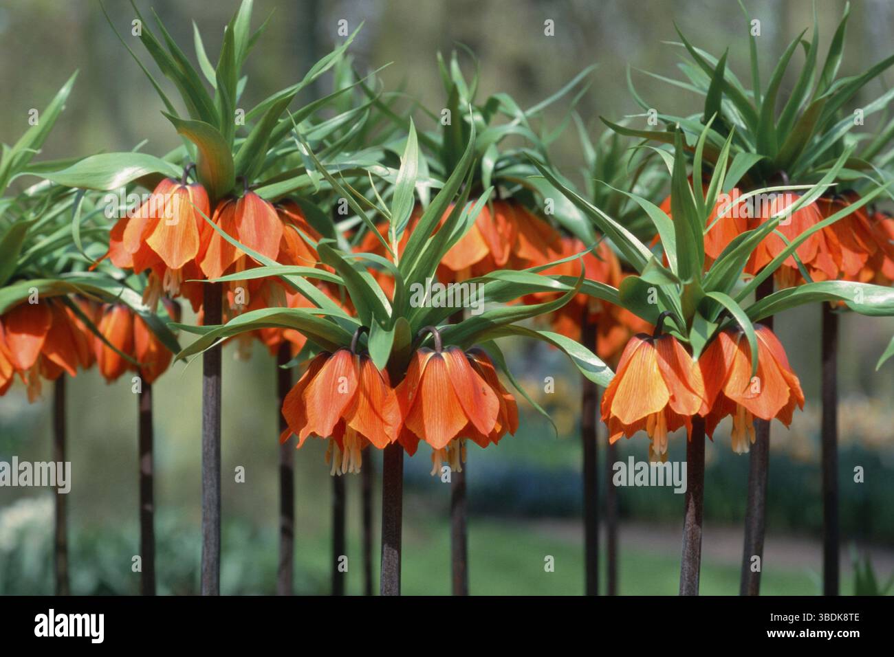 Fritillary 'Rubra Kaiser's crown (Fritillaria imperialis Stock Photo ...