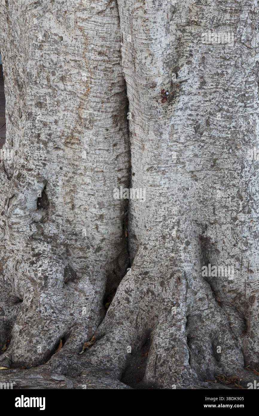 Curtain Fig Tree, bark, Tenerife, Canary Islands, Spain (Ficus ...