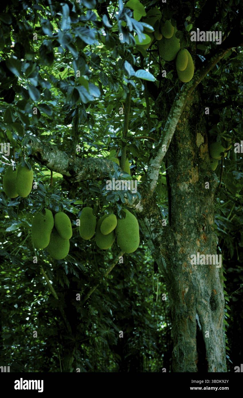 Jack-fruits on tree, jackfruits on jackfruit tree (Artocarpus ...