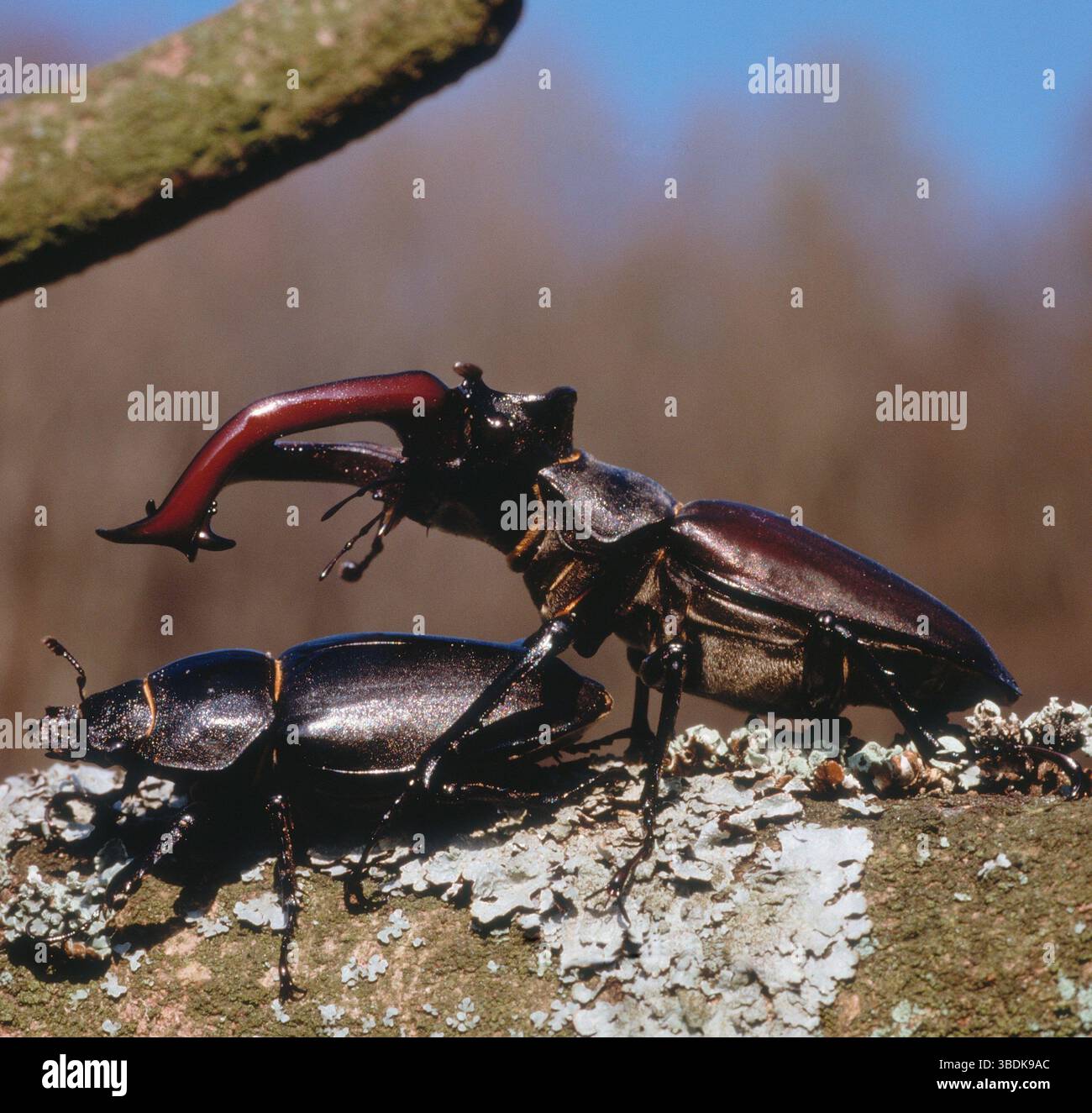 Stag Beetles, pair, stag beetle (Lucanus cervus), pair, europe, Other ...