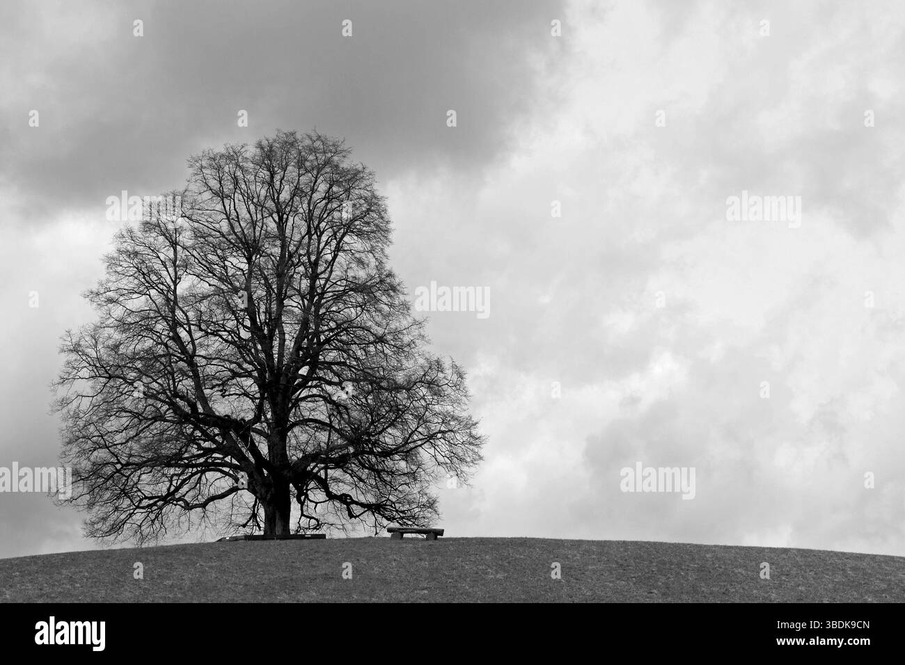Tree alone Black and White Stock Photos & Images - Alamy