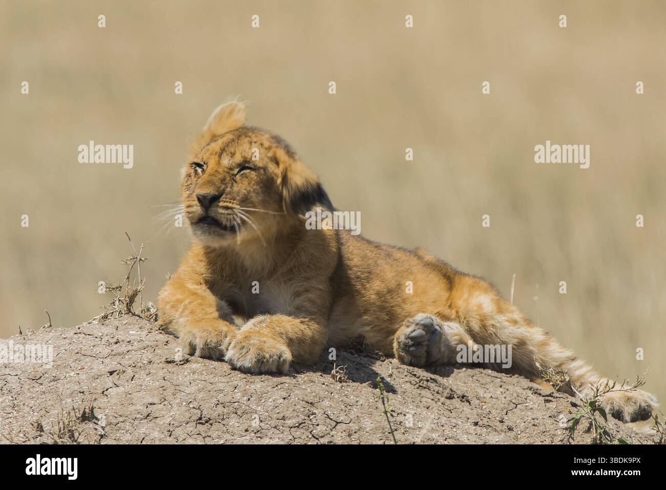 Adult, africa, african, animal, background, big, carnivore, cat ...