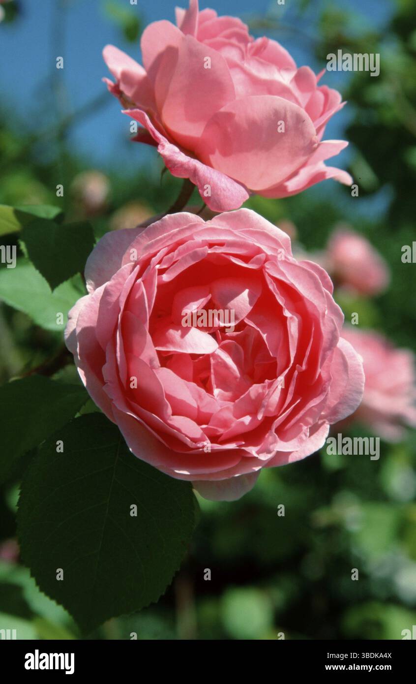 Climbing rose constance spry hi-res stock photography and images - Alamy
