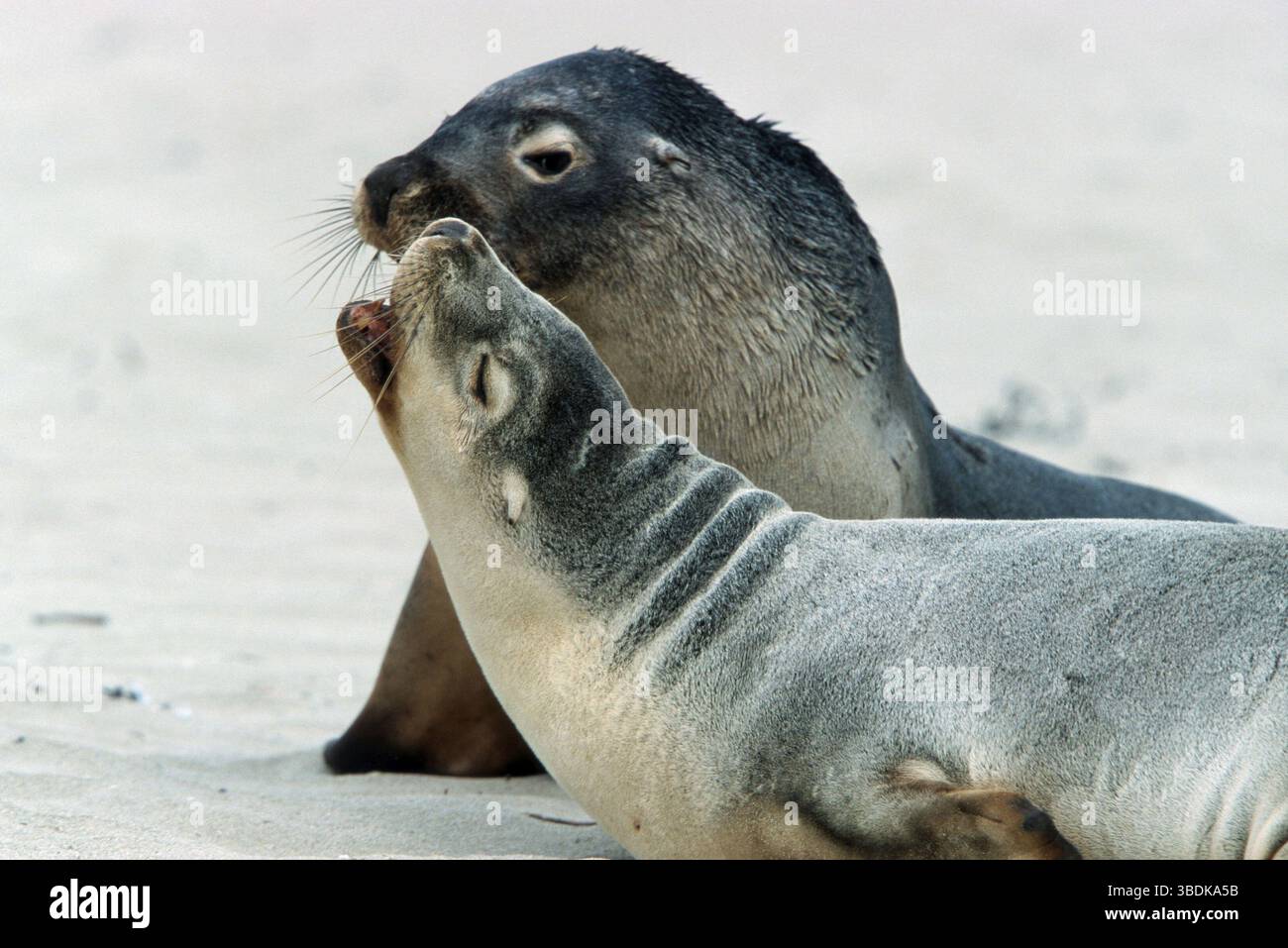 Australian Sea Lions (Neophoca cinerea), South, Australian Sea Lions ...